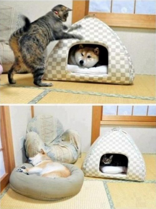 Random Interesting Topics and Photos: Funny/Cute Cat and Dog photos