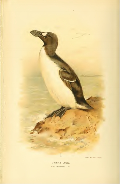 The Study: For Auks' Sake