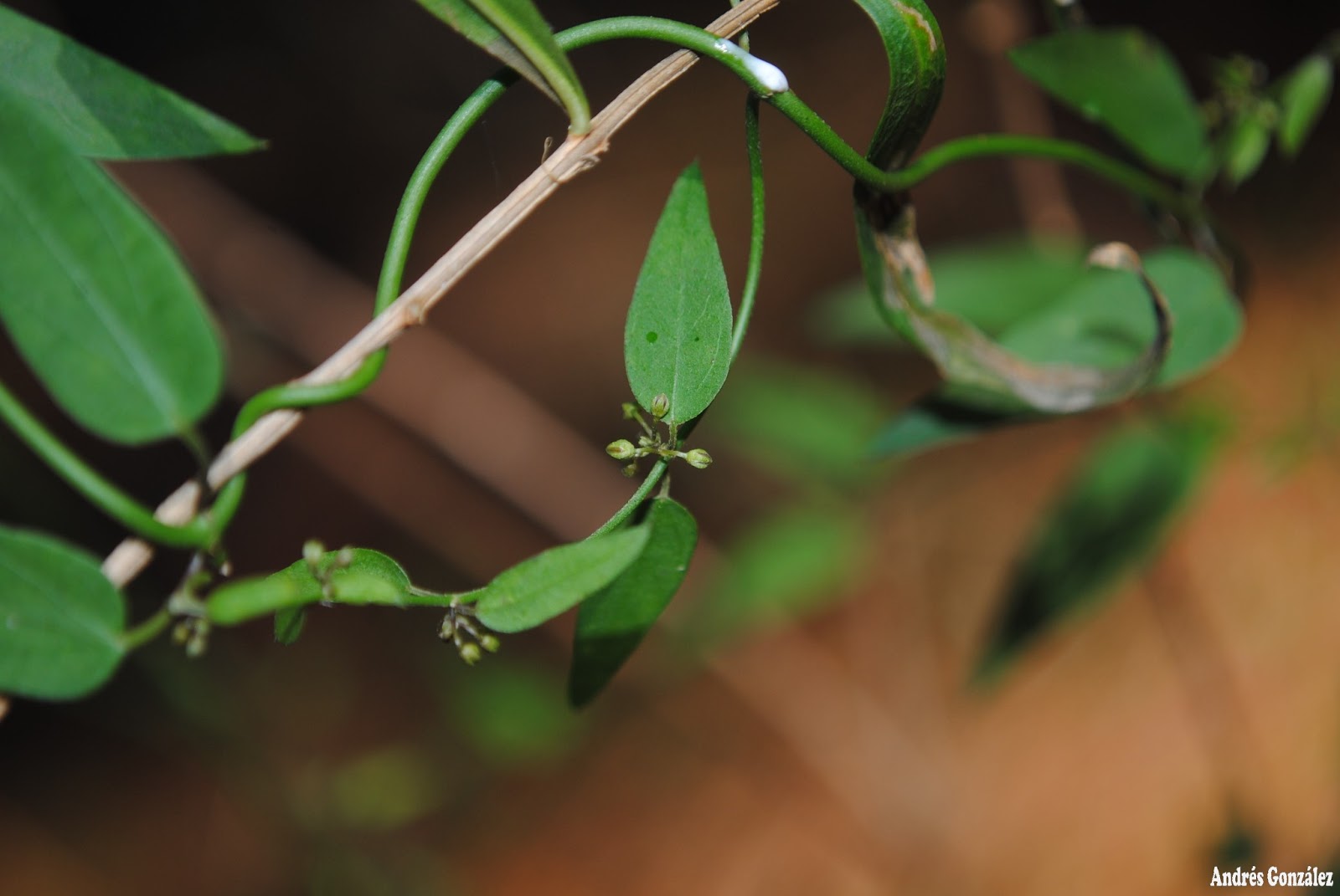 FOTOS DE FLORA NATIVA Y ADVENTICIAS DE URUGUAY : Orthosia virgata ...