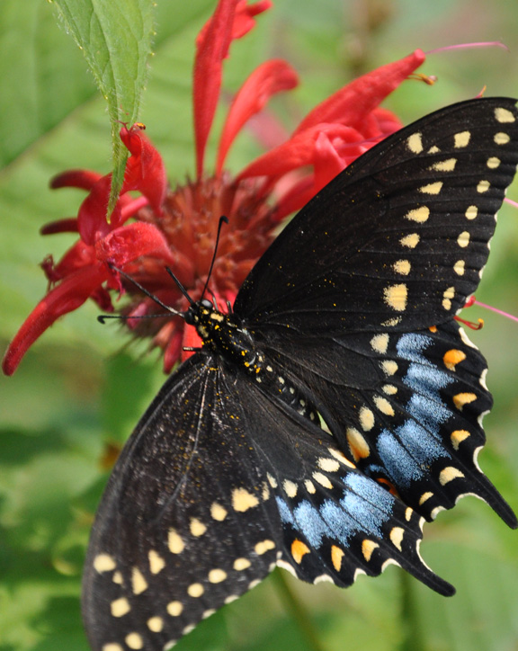 Three Dogs in a Garden: The Butterfly Time