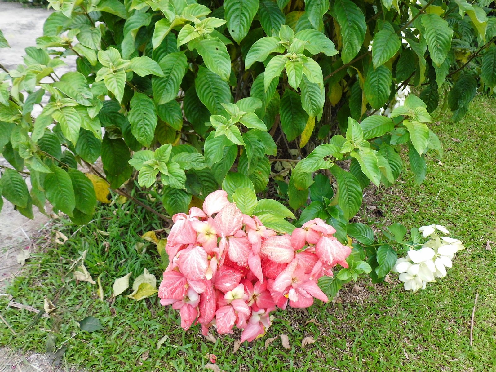 Red Mussaenda (Philippica Mussaenda)