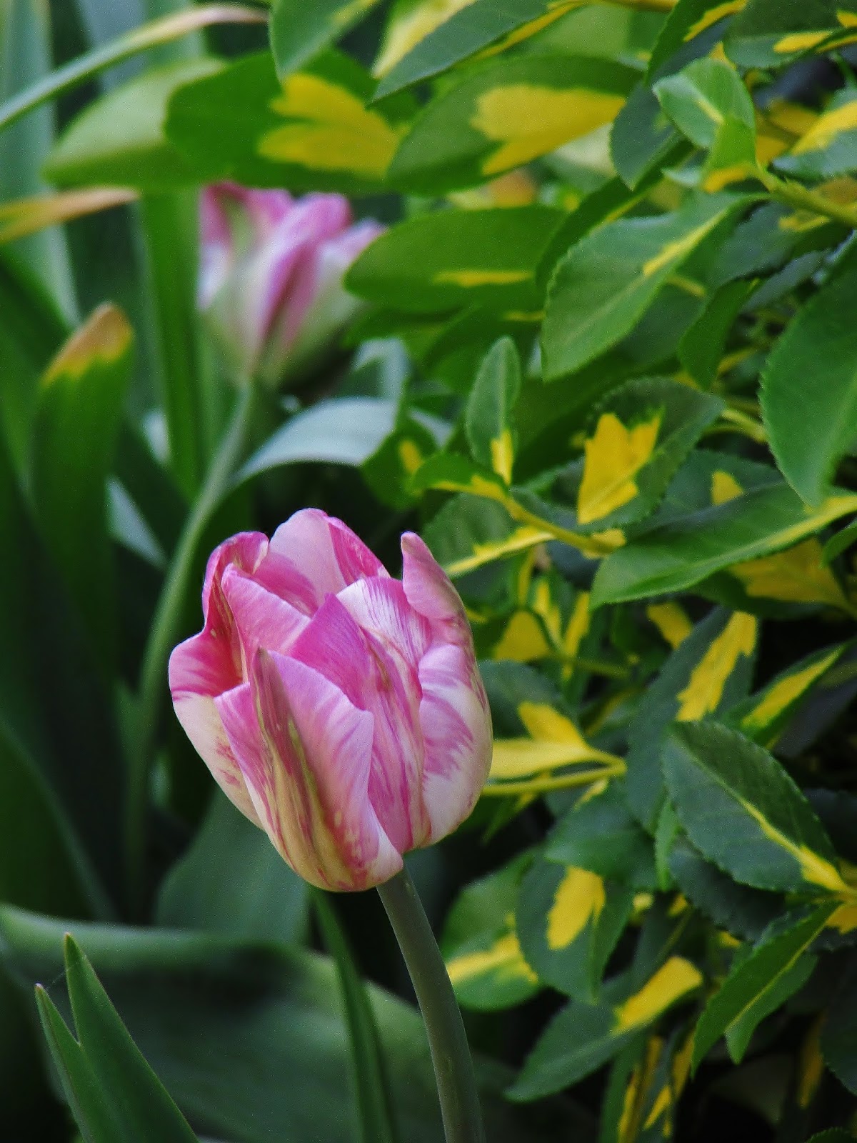 Life In Robin's Nest: Spring Glory