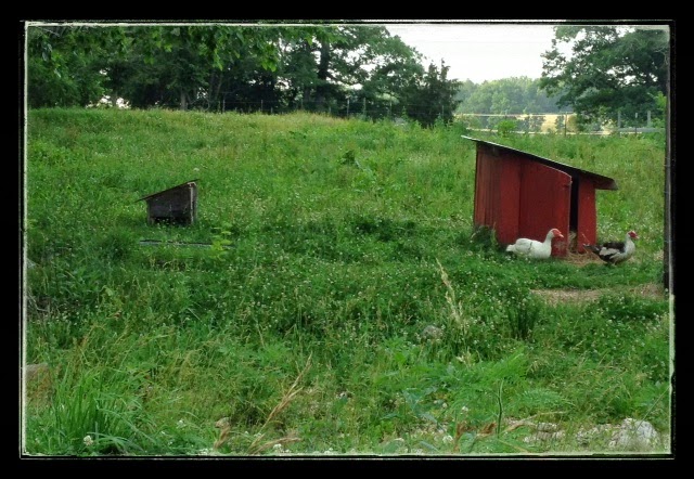 The Ranch with "No Name" : Our New Muscovy Duck and Nesting House