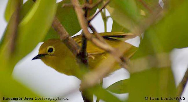 love bird: Gambar Burung Pleci