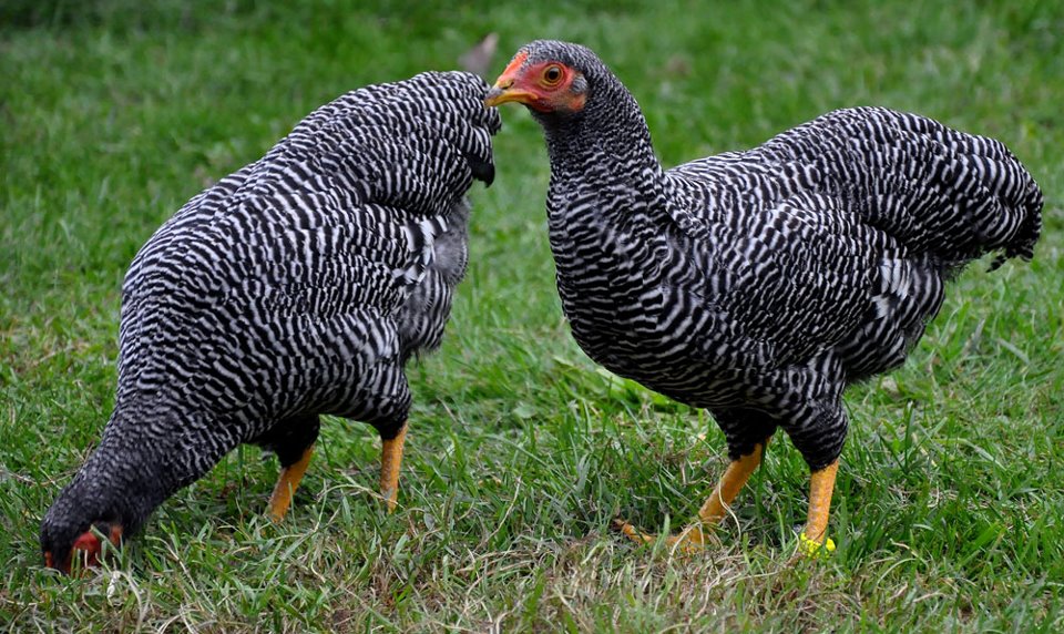 CABAÑAS AVÍCOLAS EL CHOIQUE & ArgentAVIS: CLASIFICACIÓN DE LAS RAZAS DE ...
