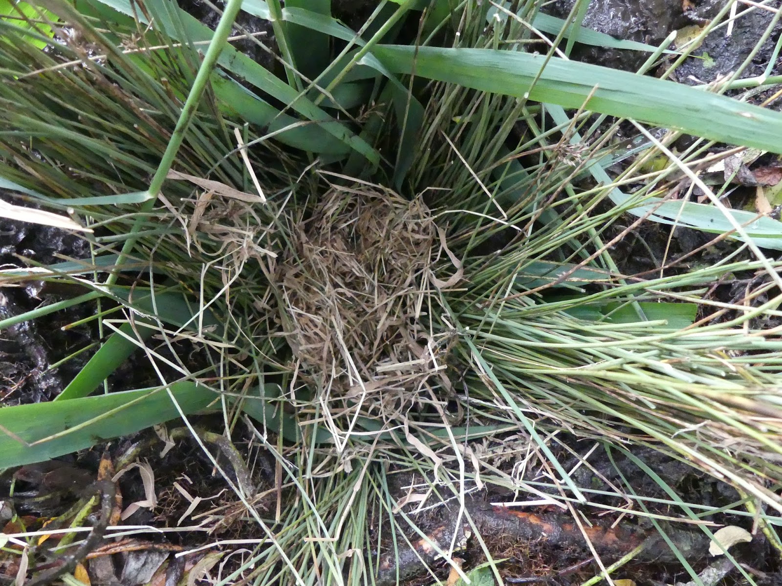 The Outdoor Traditionalist : Gypsy Well