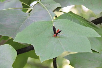Capital Naturalist by Alonso Abugattas: Ichneumon Wasp Trogus pennator
