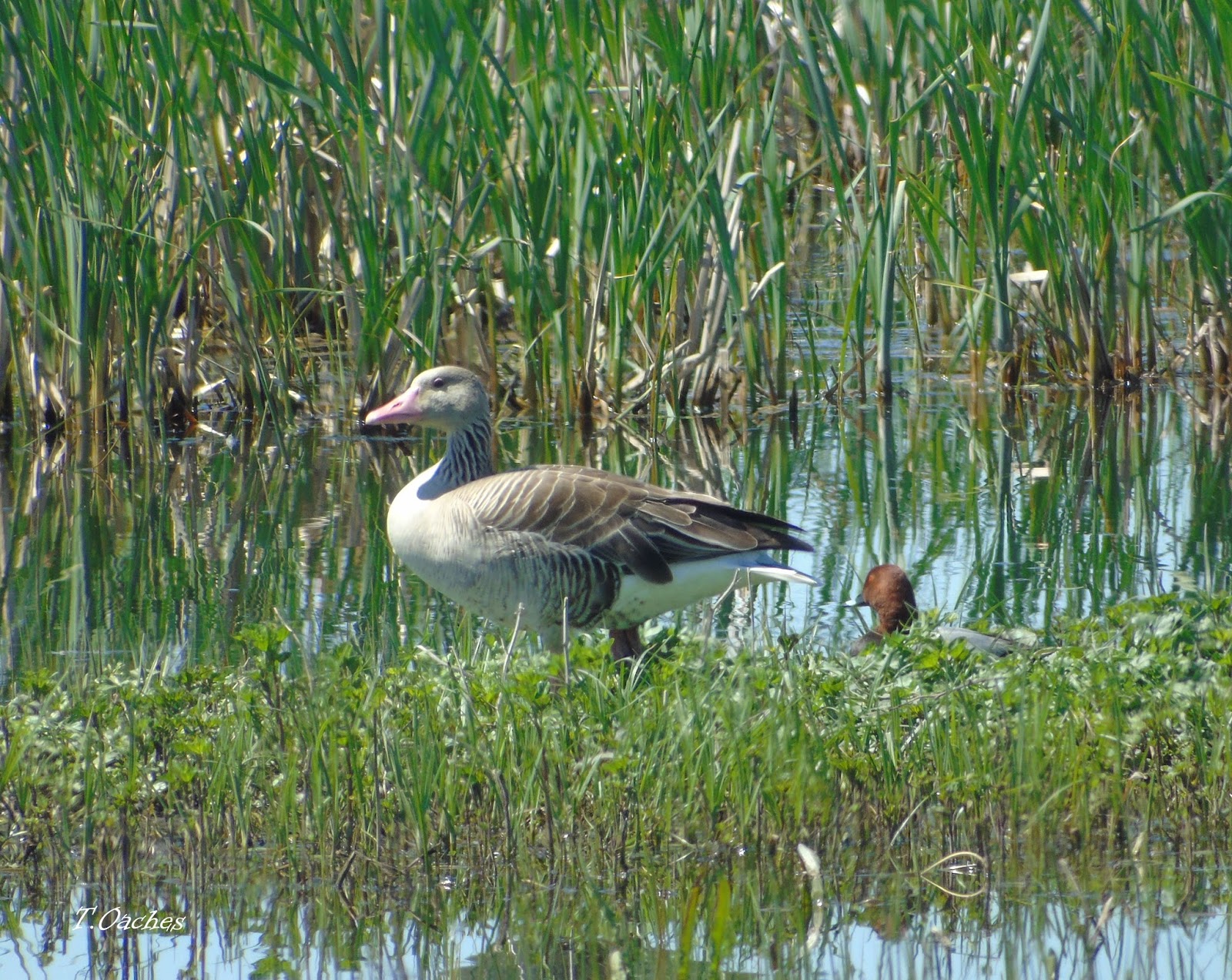 PASARI DIN ROMANIA: GASCA DE VARA, Anser anser
