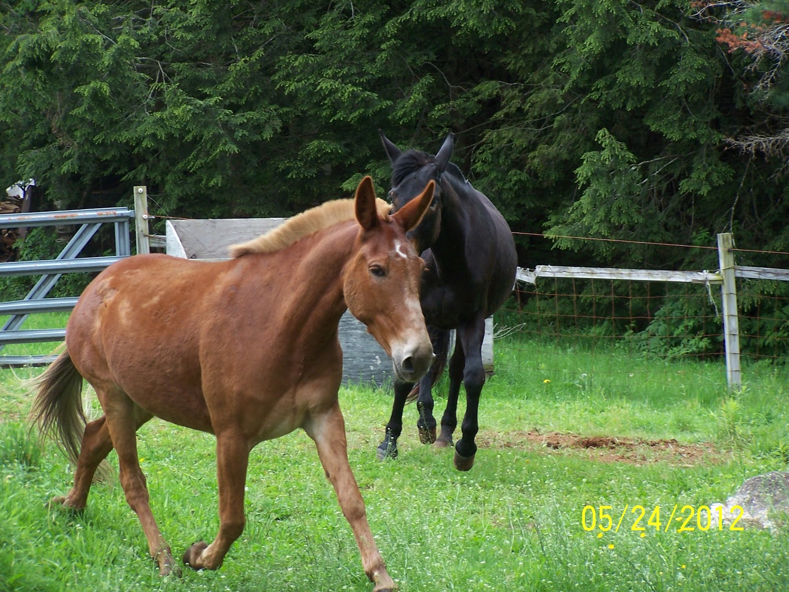 Lily, The Lovely Bright Molly: Silly Mule Boys