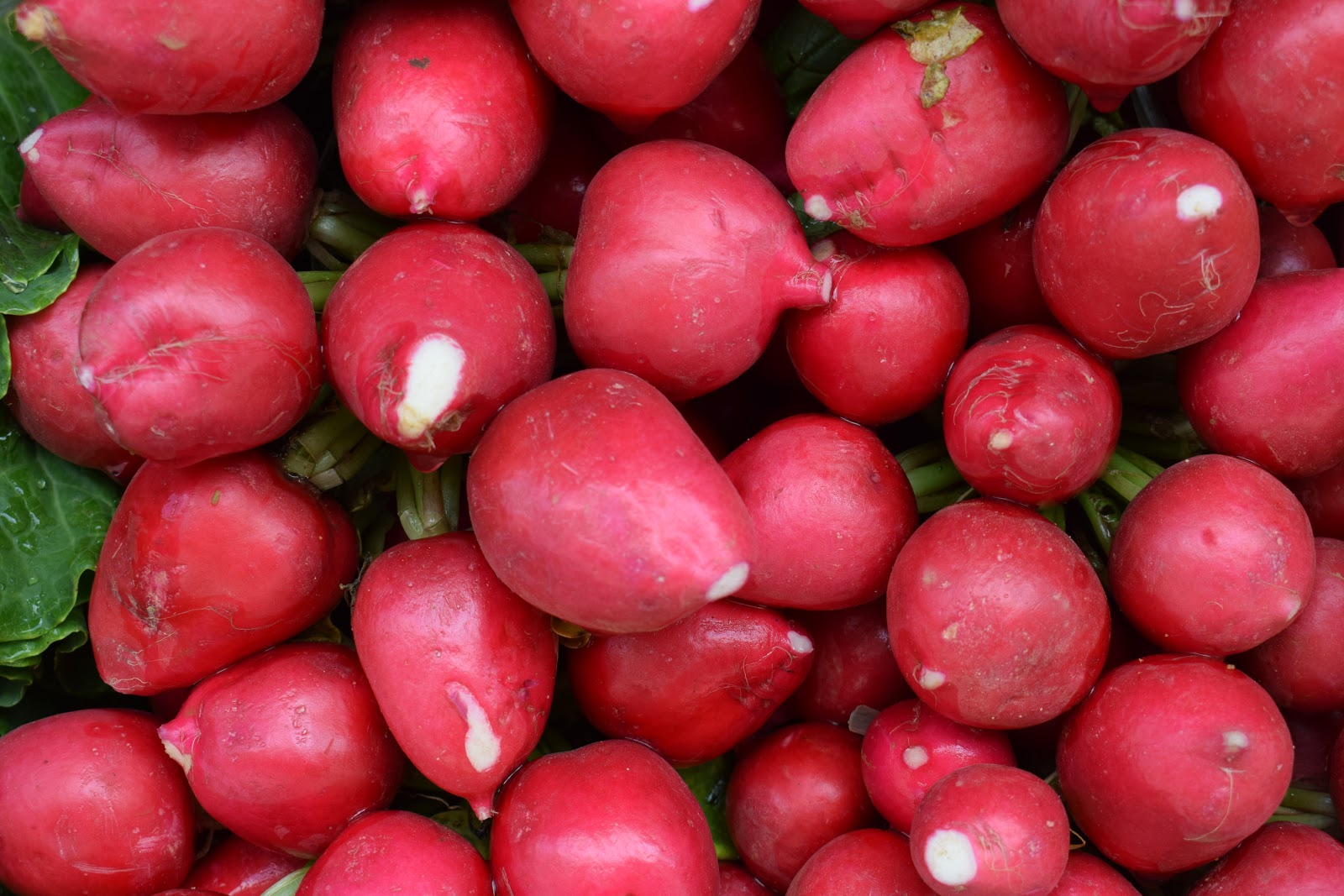 Conheça os benefícios do rabanete, o produto da semana (26/6)