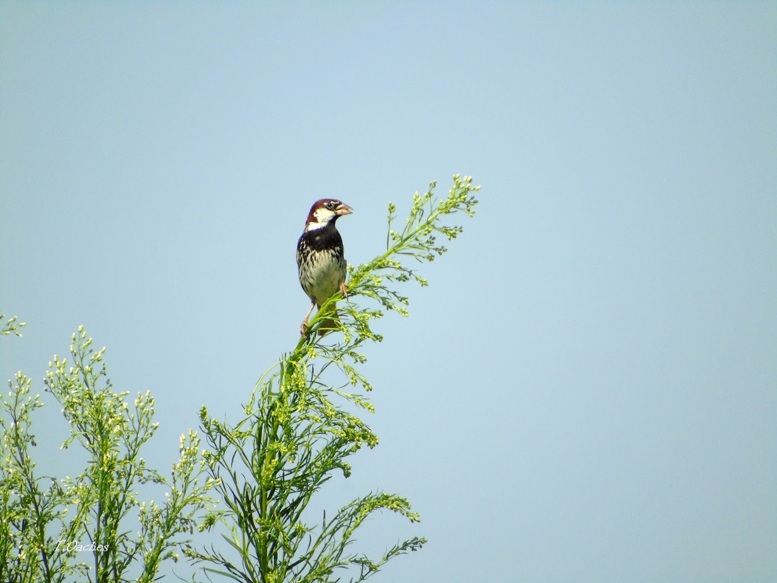 PASARI DIN ROMANIA: VRABIE NEGRICIOASA, Passer hispaniolensis
