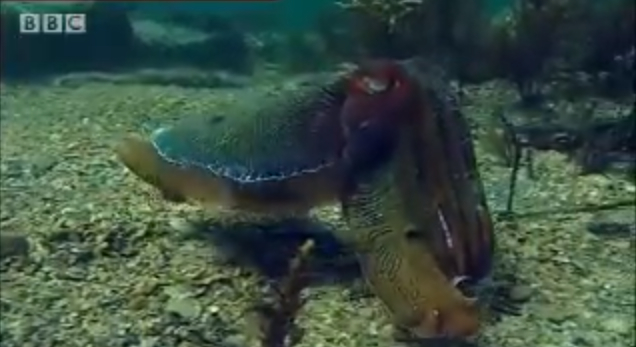 Inkfish: 12 Days of Inkfish, Day 12: Cuddlefish