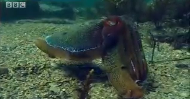 Inkfish: 12 Days of Inkfish, Day 12: Cuddlefish