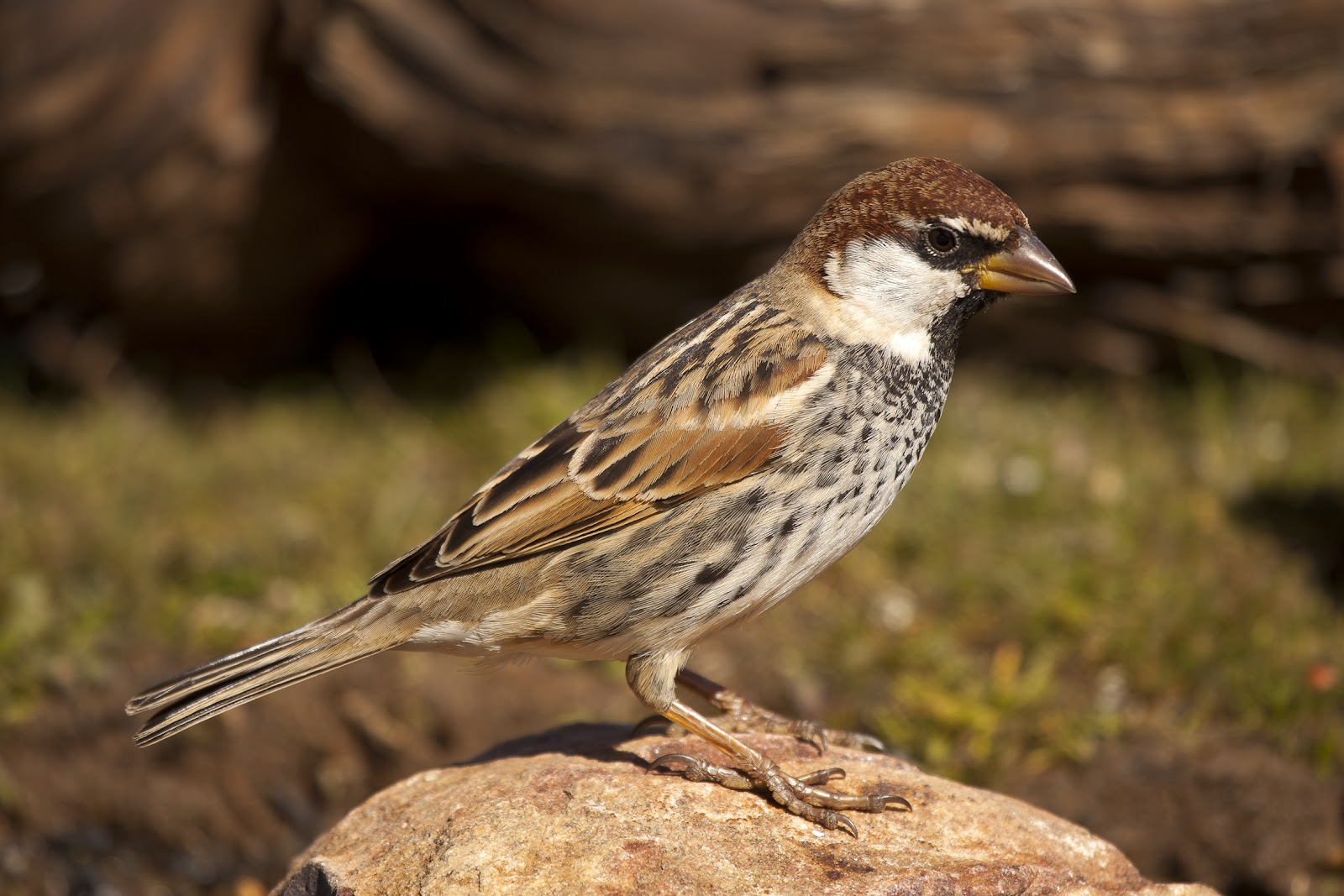 Miguel Alsan: GORRION MORUNO.