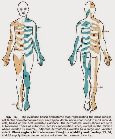 Physiotherapy and Anatomy: Dermatomal charts vary