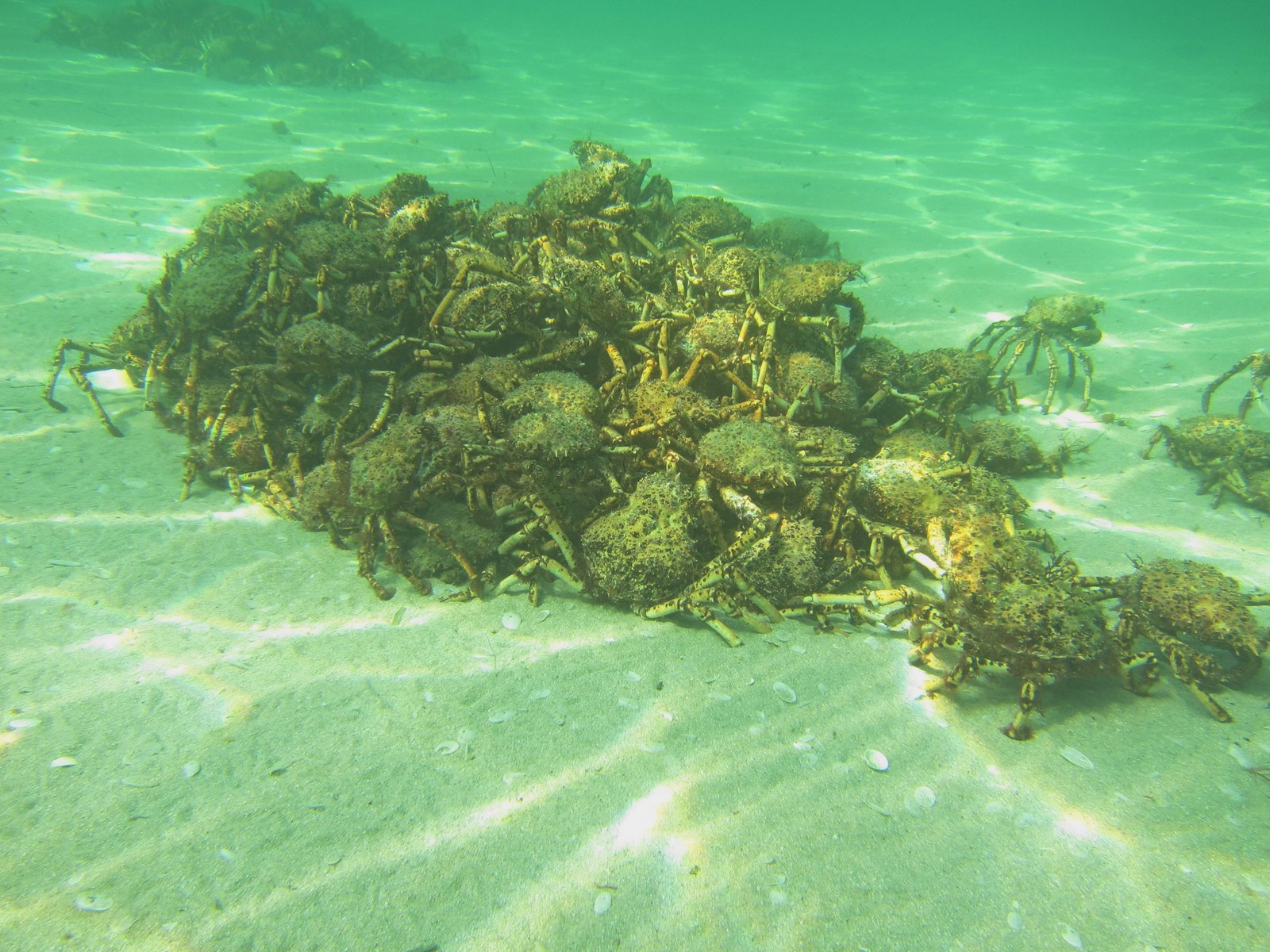 Diving: Rye pier and spider crabs