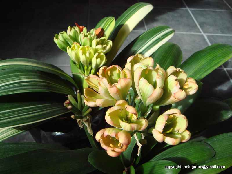 Sharing flower bulb information: Variegated Flowers of my variegated ...