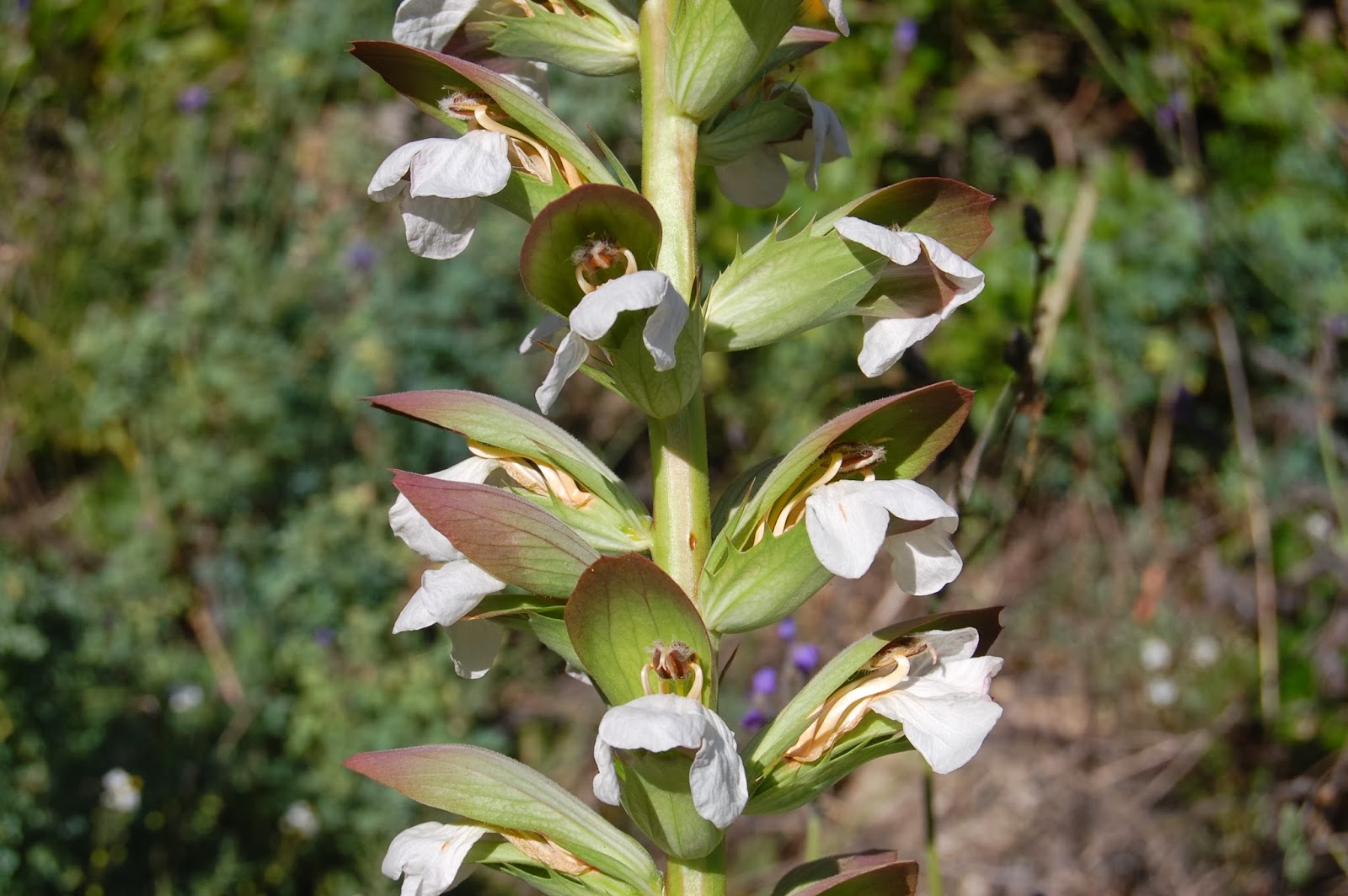 Plantas: Beleza e Diversidade: Acanto (Acanthus mollis)