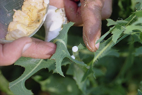 Sword Of Survival: Prickly Lettuce (Lactuca Serriola)