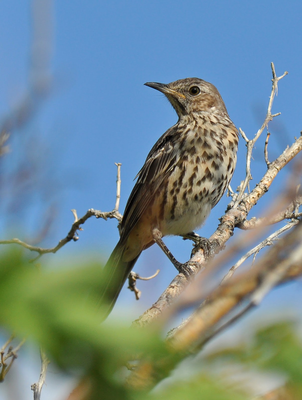 Utah Birders | Birding Blog, Utah Birds, Utah Birding, Utah Bird ID ...