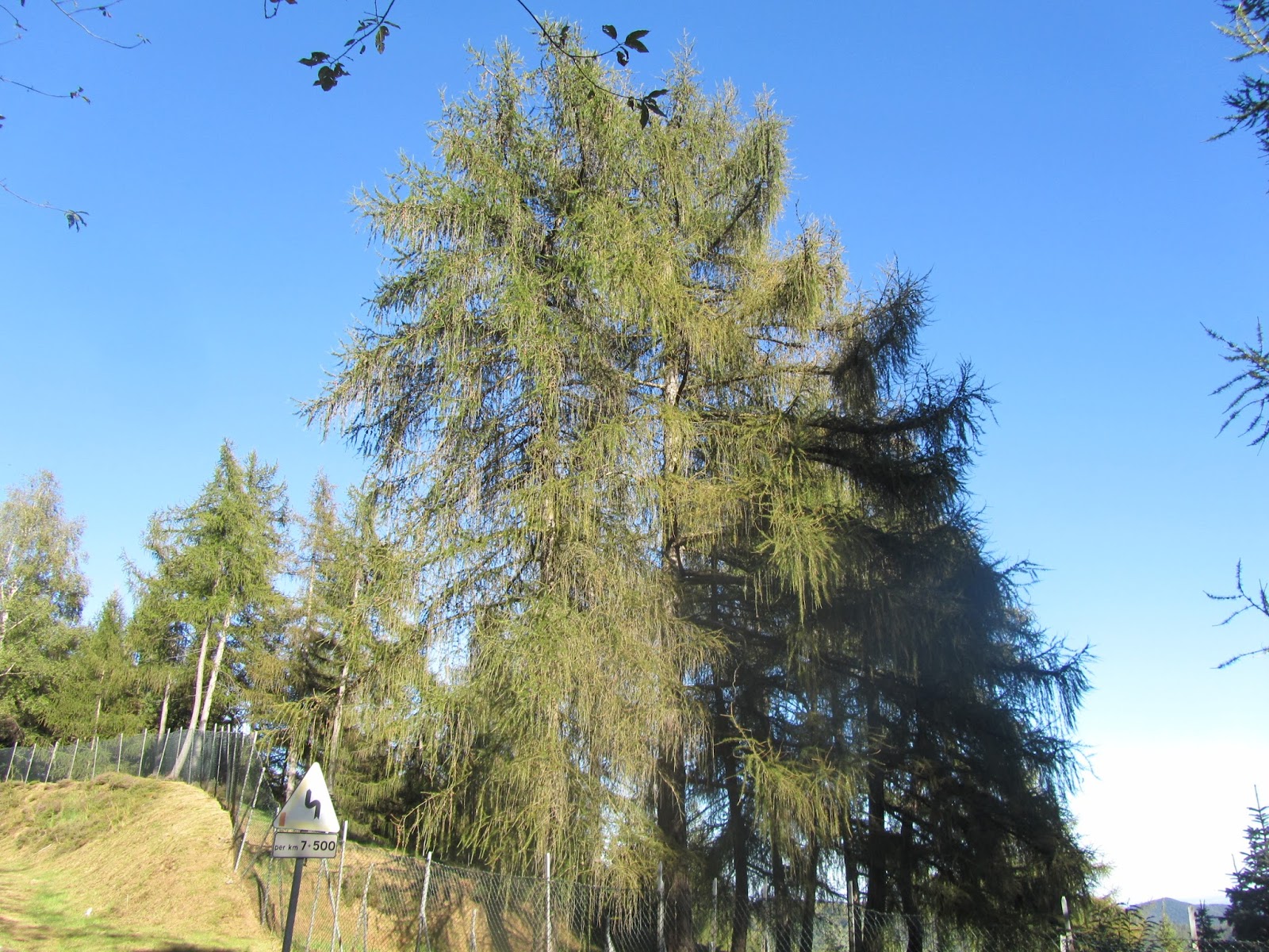Larice Comune (Larix decidua), una Conifera un po' Particolare | Il ...