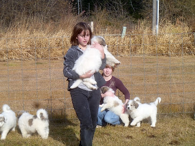 Rural Revolution: Puppy love