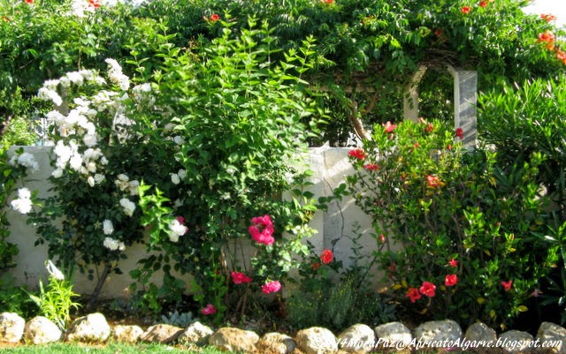 Africa to Algarve: Garden Bloggers' Bloom Day - May 2014