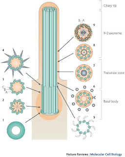 Techno-Science: Cell Structure and Function