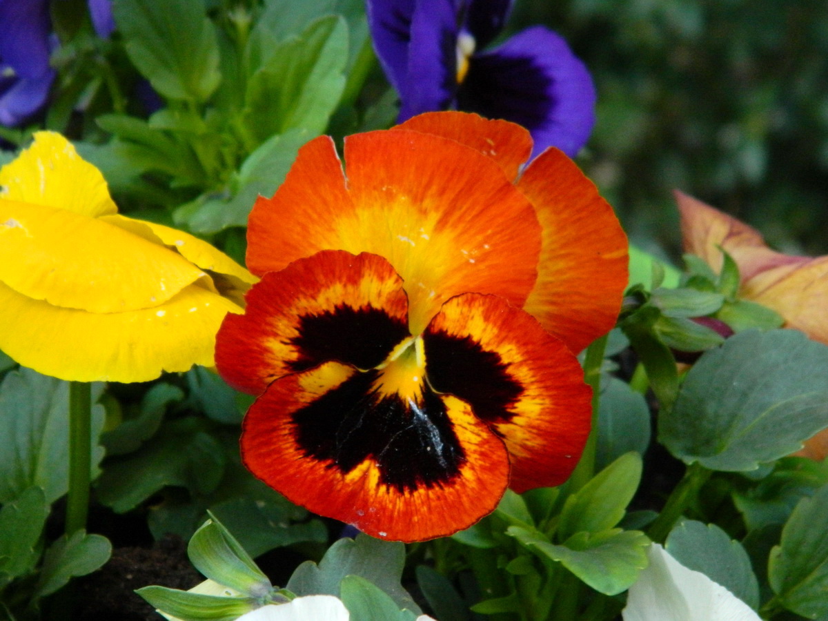 LA MULTI ANI, ROMANIA!: Panselute colorate