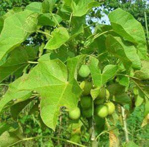 Kandungan Getah Daun Jarak