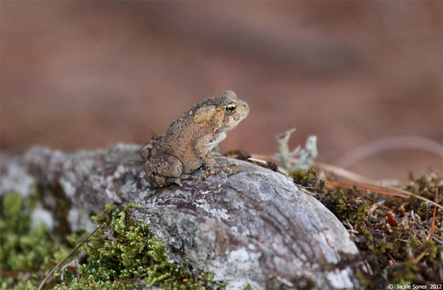 The Natural History of Bodega Head: Missing toads
