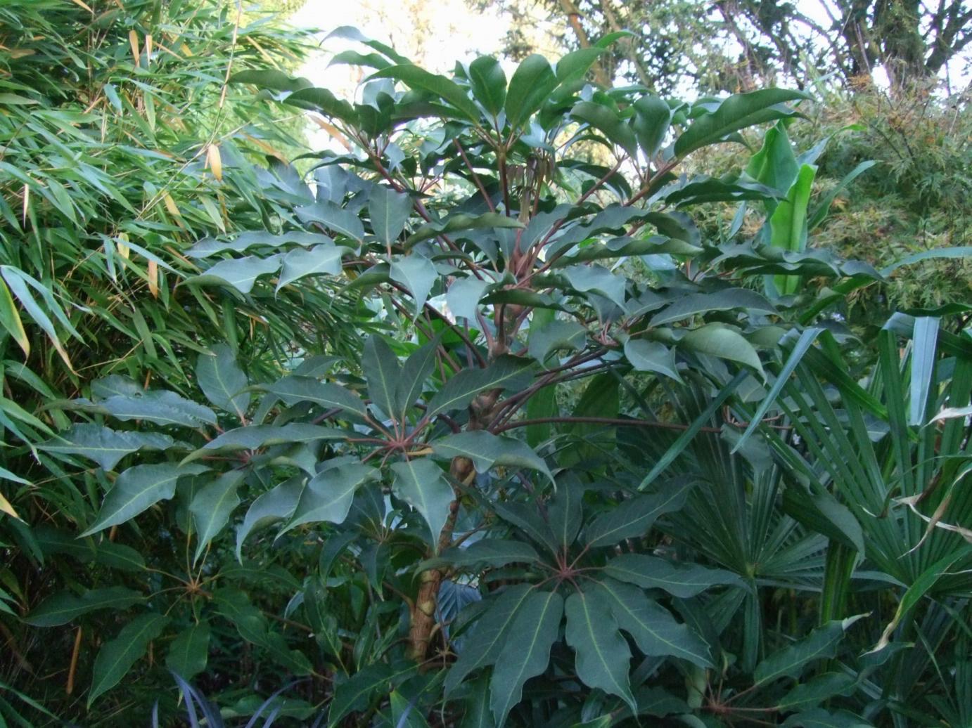 Alternative Eden Exotic Garden: Scheffleras in the Garden