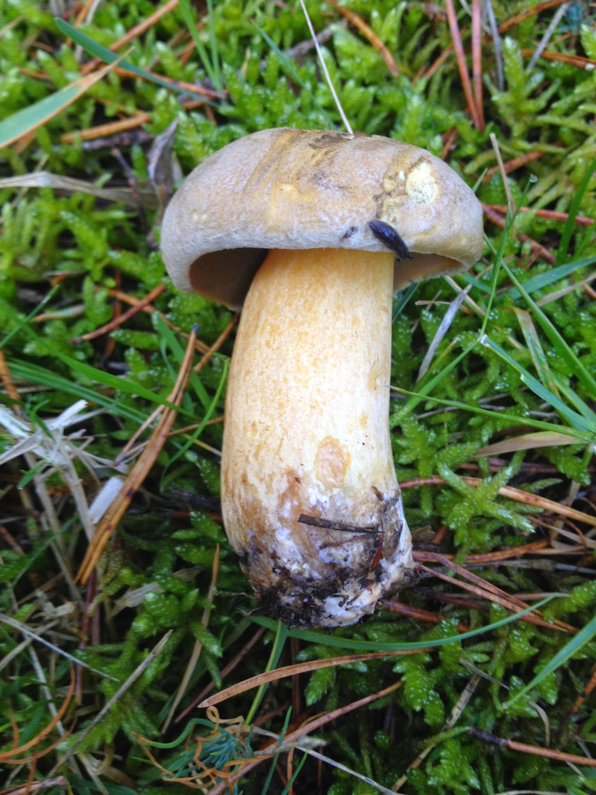 Consultas micológicas: Suillus sp.