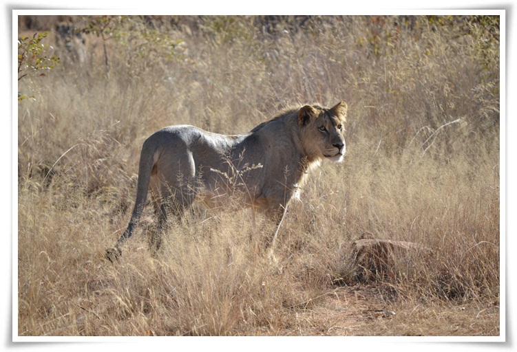 LIVING LIFE TO THE MAX: OUR AFRICAN SAFARI: "SHIBULA" Day 5 (FINAL DAY ...
