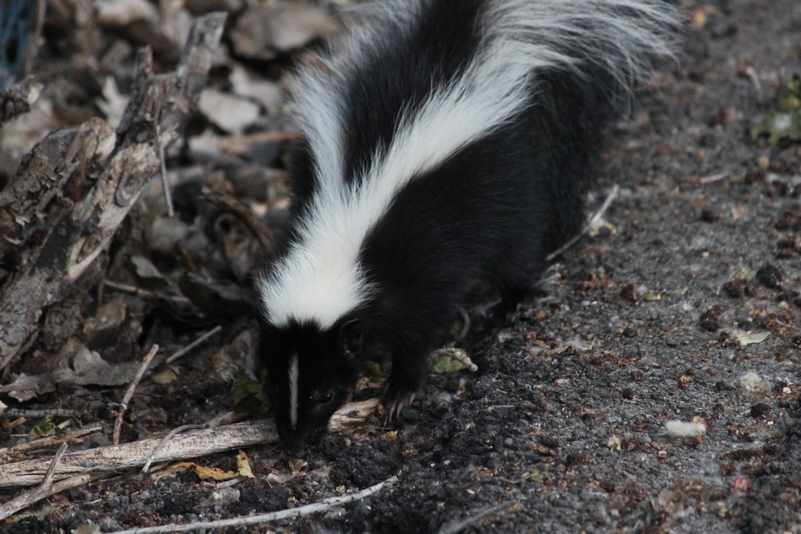 Into the wild: The beautiful, majestic.... skunk?