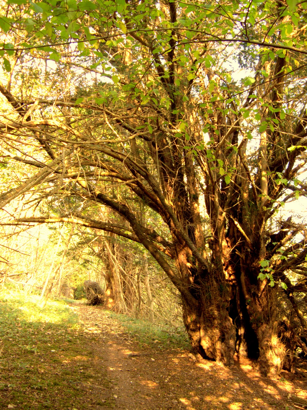Peter Lovett's ramblings : Ancient Yew trees in the Druids Grove ...