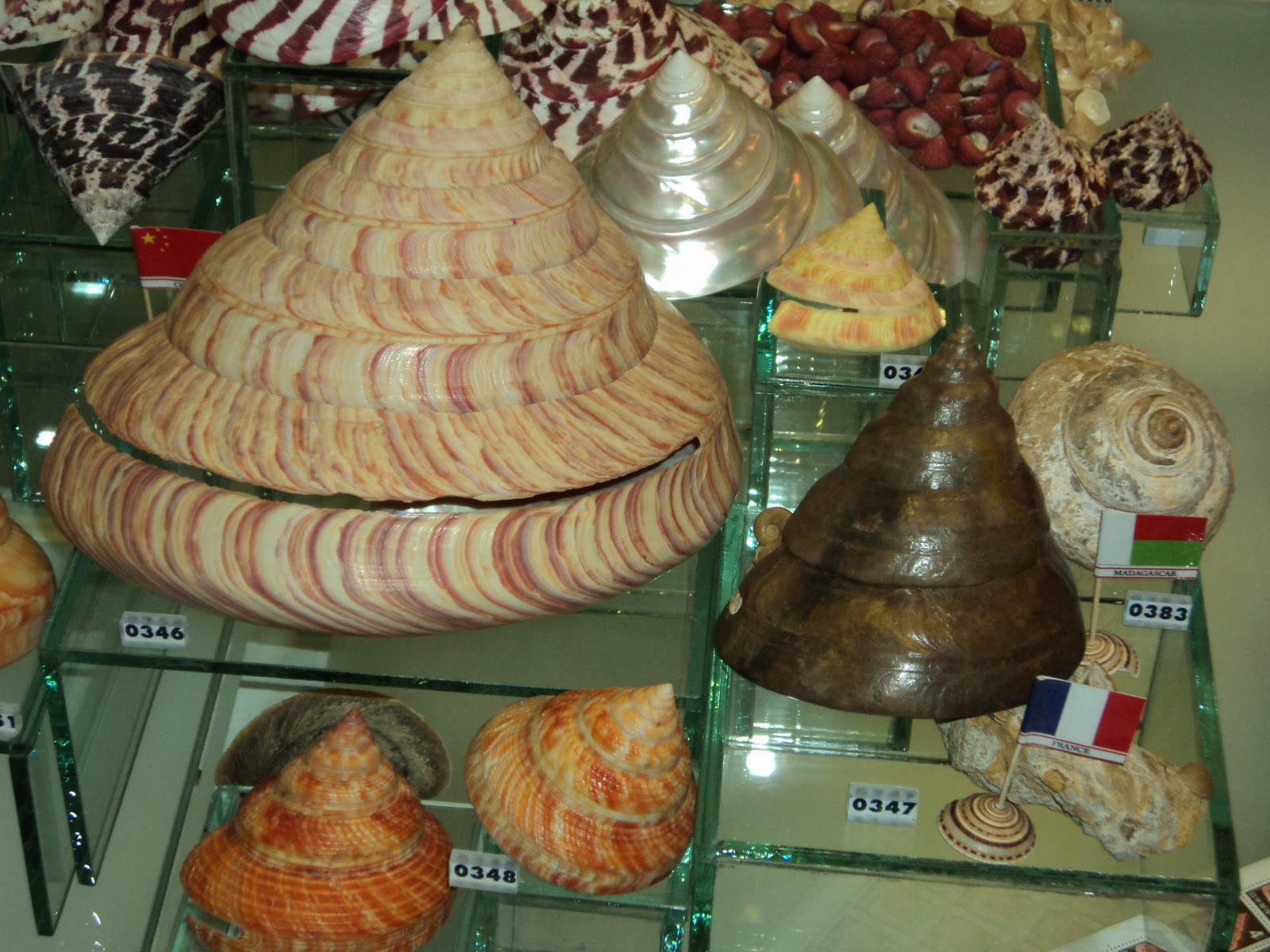 SiputKuning Journal: The Patamakanthin's Shell World-Sharing the Love ...