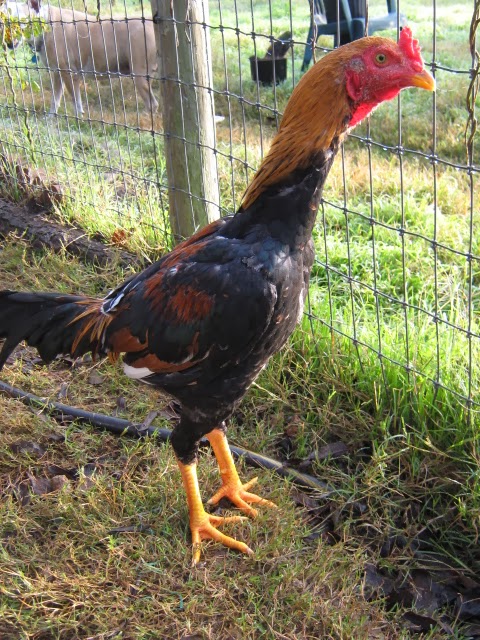Saipan Jungle Fowl