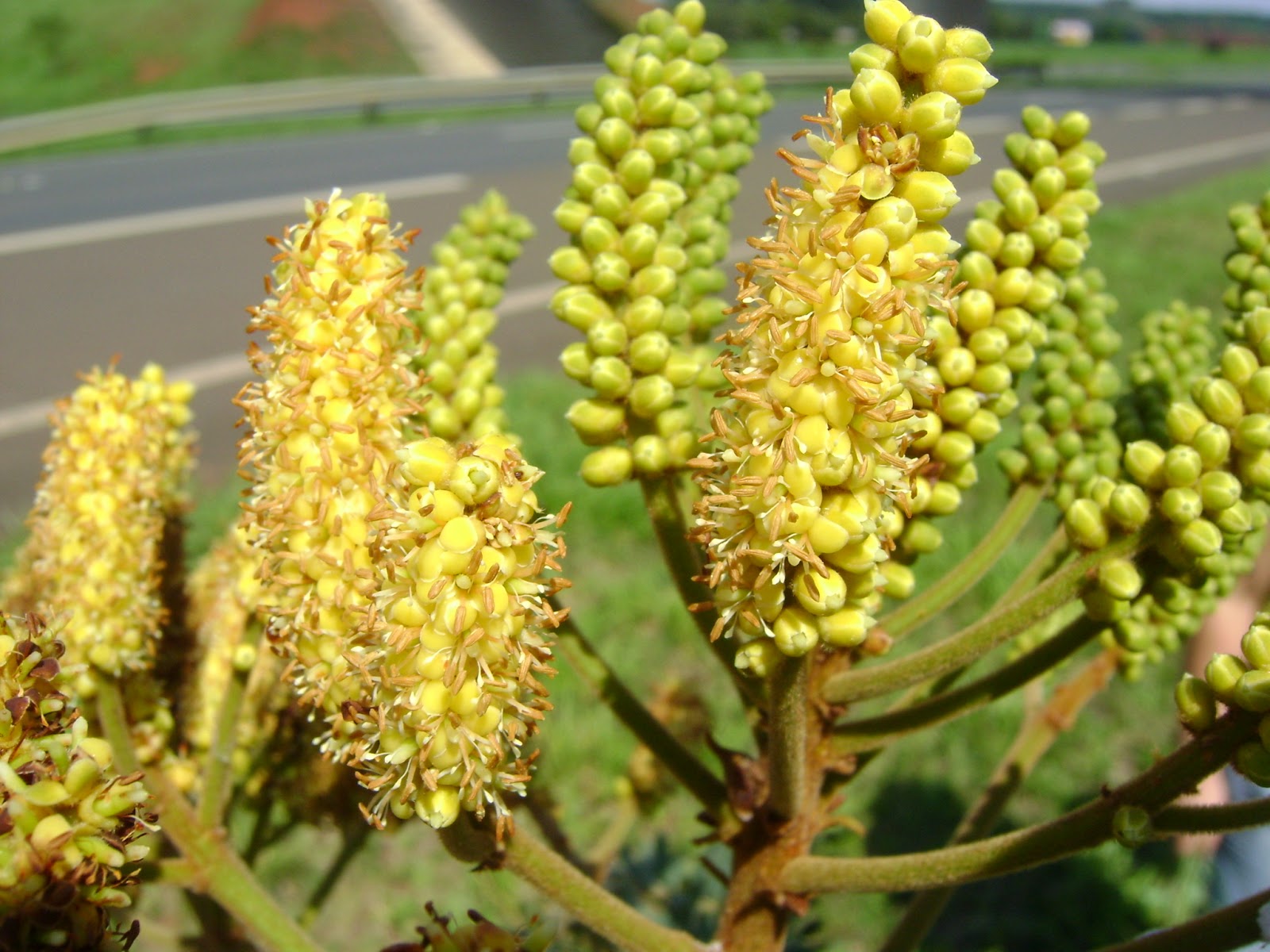 Fabaceae - Leguminosae no Brasil: Fabaceae - Dimorphandra mollis Benth ...