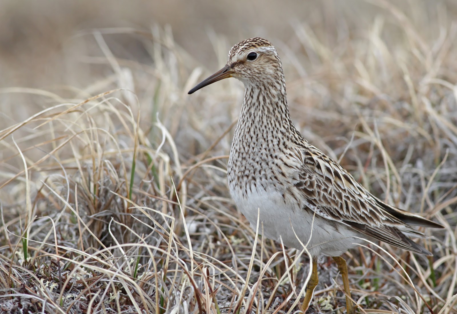 Birding Across the World: June 17 - Pectoral Sandpiper
