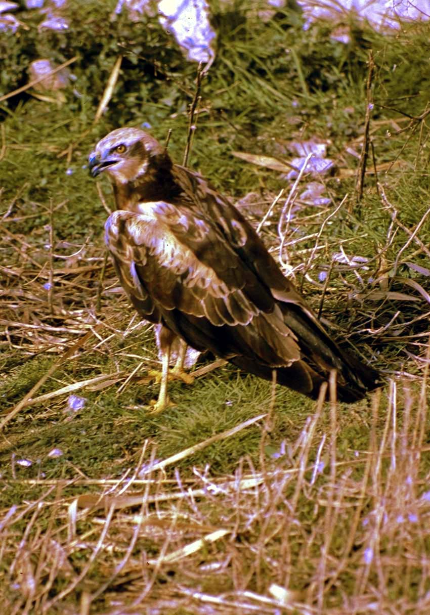Moixons del Camp i la Conca de Barberà.: Arpelles transvestides?