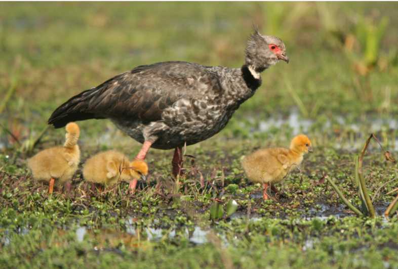 Uruguay y sus curiosidades-Uruguay and its curiosities: SOUTHERN ...