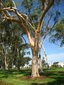 Jenis Flora Di Indonesia Bagian Timur