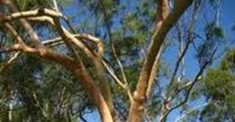 Jenis Flora Di Indonesia Bagian Timur