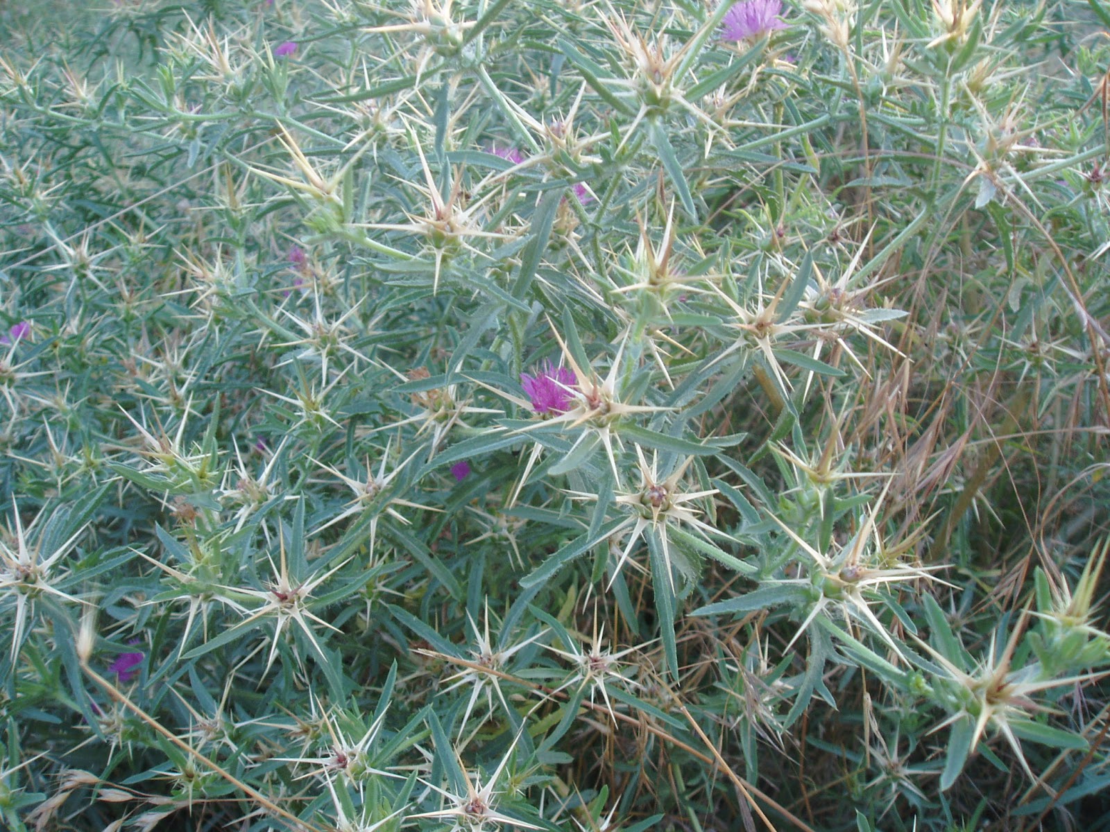CARDO ESTRELLADO: Centaurea calcitrapa | Plantas rioMoros