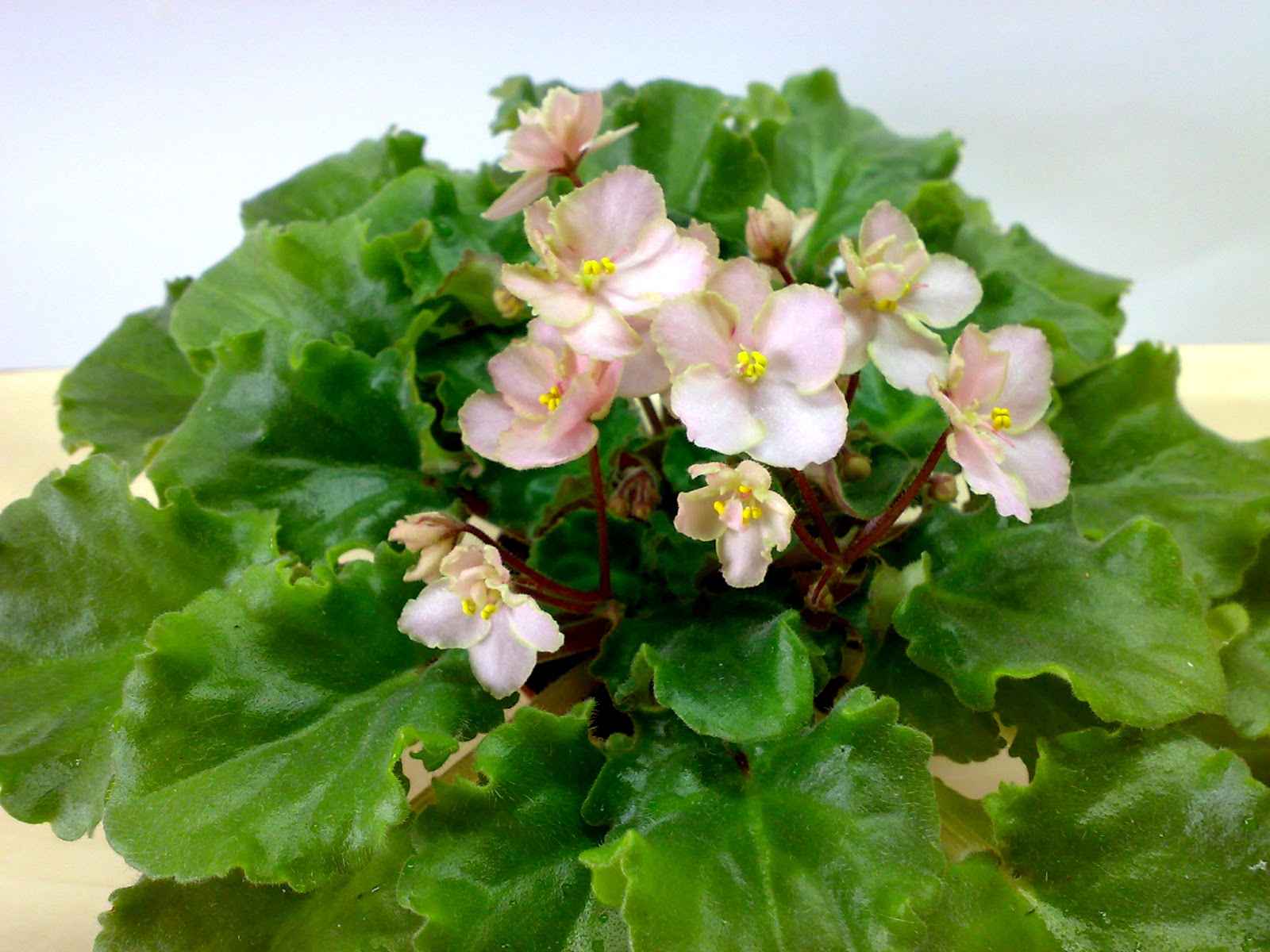 Emerald Фиалка Фото И Описание – Telegraph