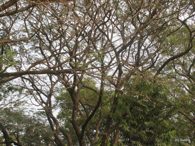 Sagara Teeram: A Morning Visit to the Indira Gandhi Glass House, Hubli
