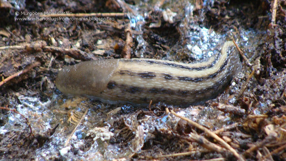 Snails and Slugs from Romania: Limax (Limax) cinereoniger