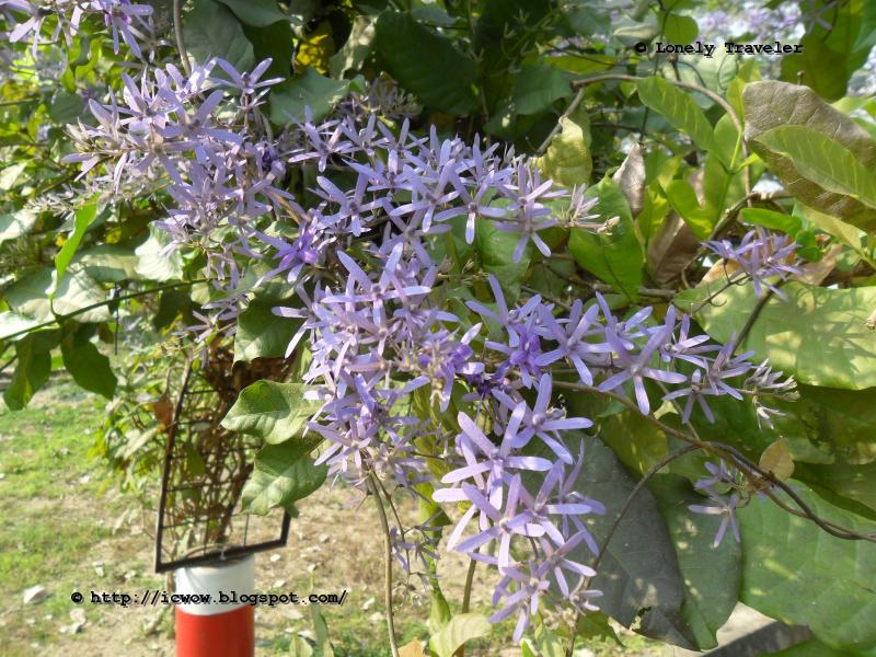 Neel Moni Lota Ful(নীলমণি লতা ফুল) - Petrea volubilis