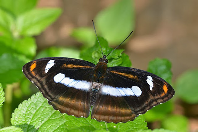 Beauty of Fauna and Flora in Nature: Butterflies @ Doi Chiang Dao ...